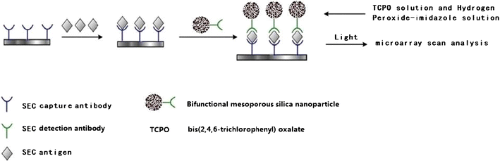 Immunoassay | Axis Shield Density Gradient Media